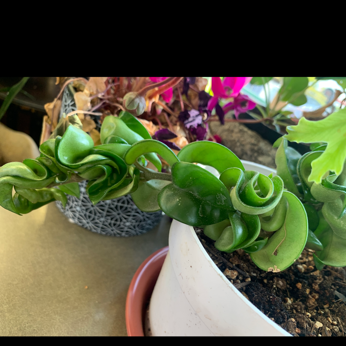 Propagating My Hoya Carnosa 'compacta': Step-by-step Guide