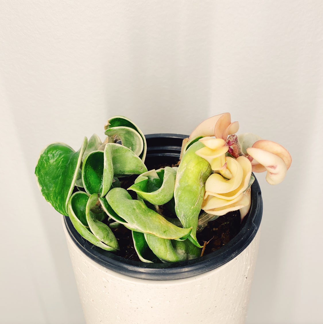 Variegated Hoya Carnosa 'compacta' Yellow Leaves