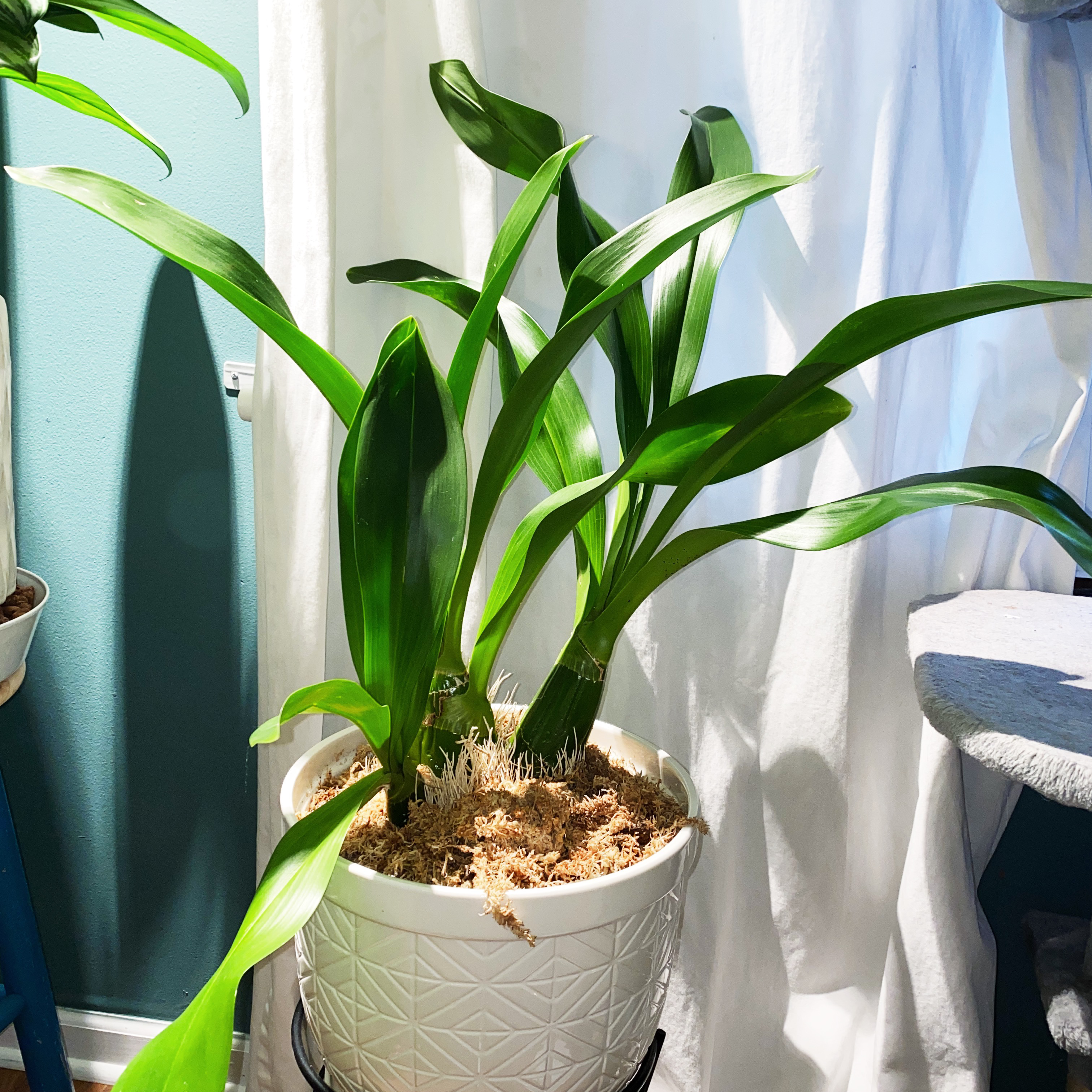 Personalized Grammatophyllum scriptum var. leopard Care: Water, Light ...