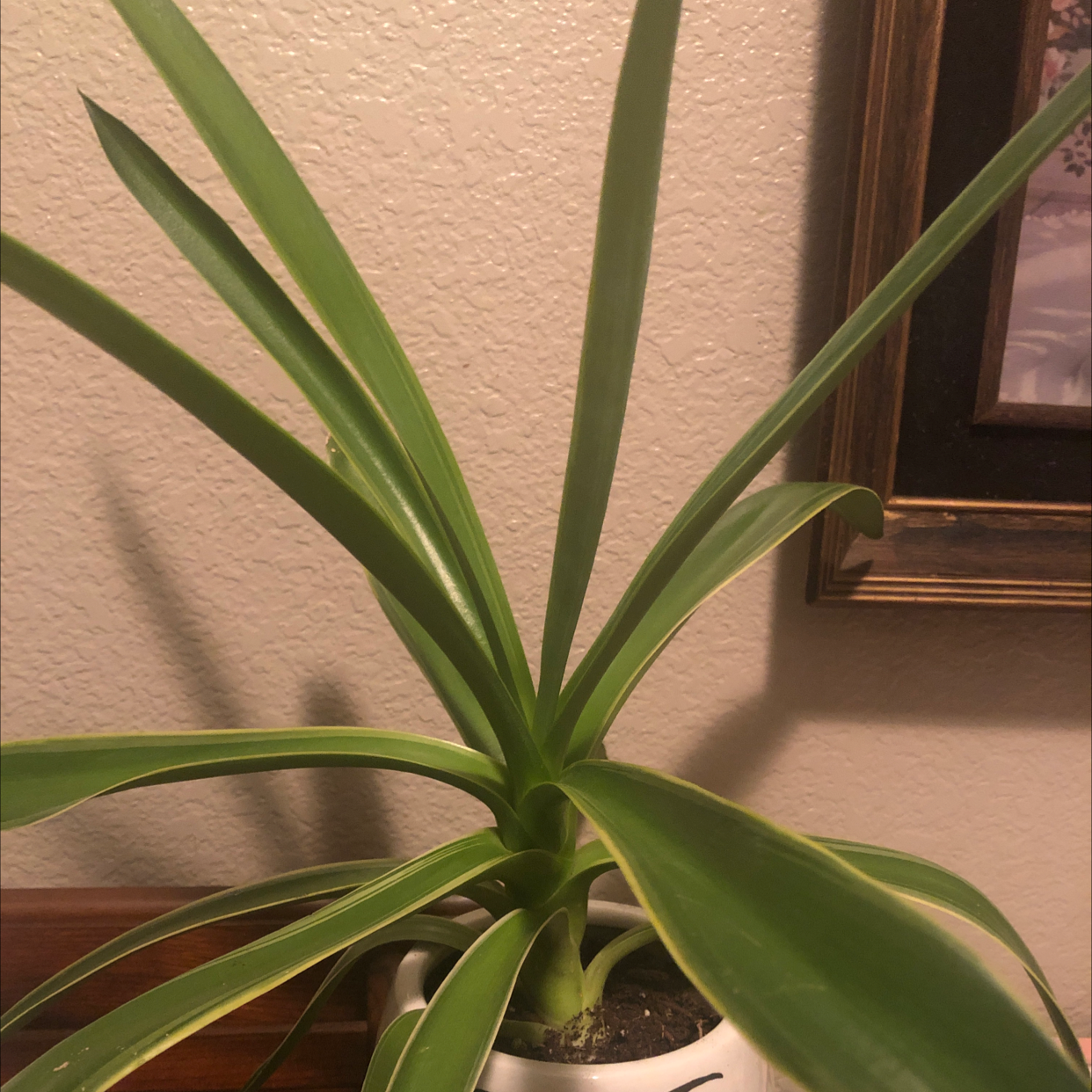 Why Are There Brown Spots on My Blue-Stem Yucca Leaves?