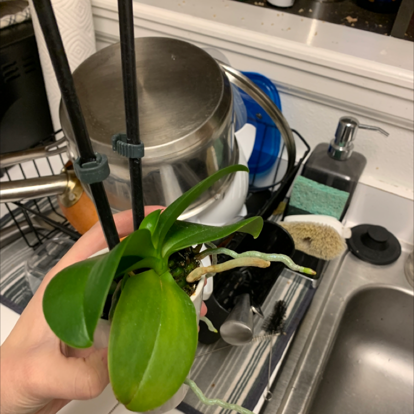 🐛 What To Do About Bugs on My Phalaenopsis Orchid?