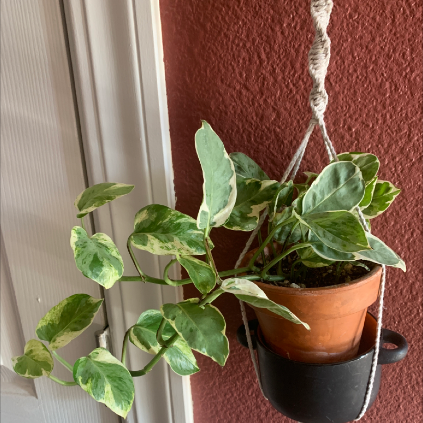 Best Soil For Pearls And Jade Pothos