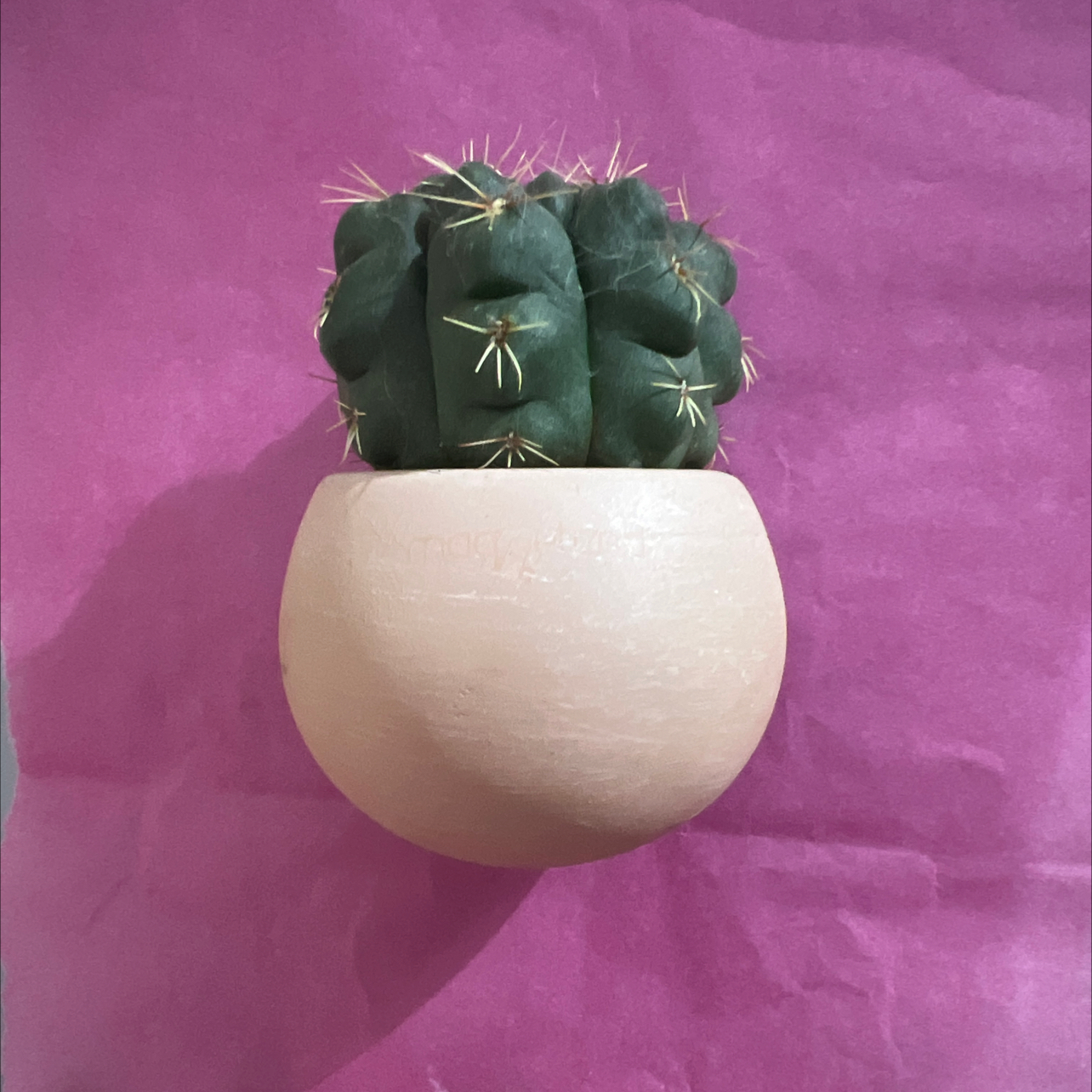 Tini | A plant by @Beccyboo24 on Greg