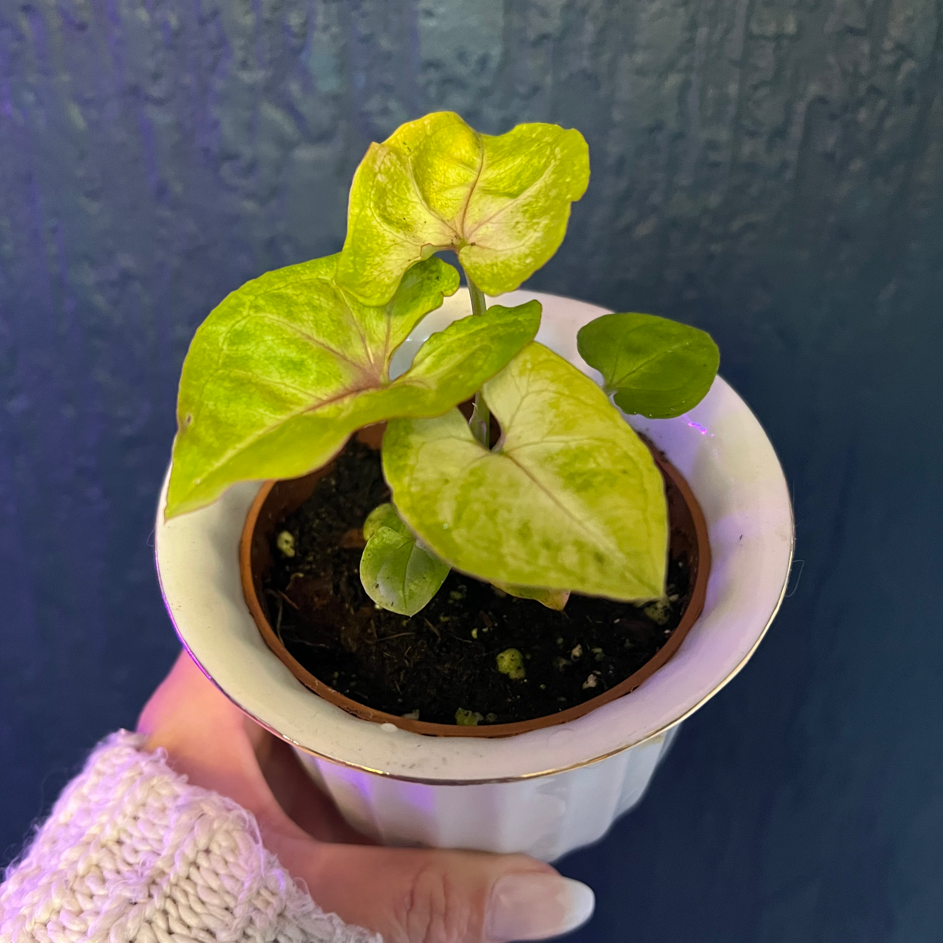 Syngonium 'Gold Allusion' Root Rot Solutions