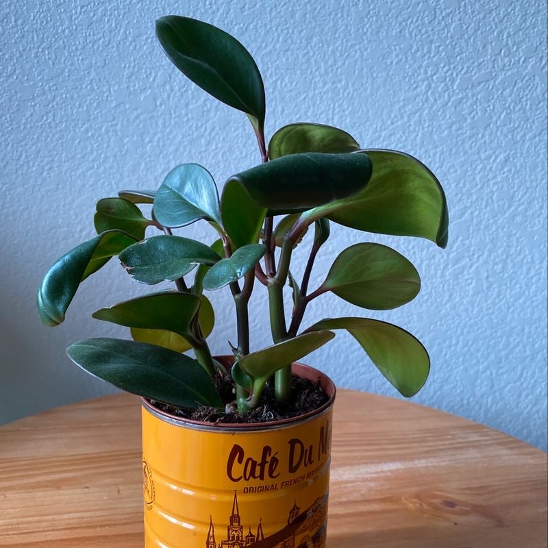 Light Requirements For Your Baby Rubber Plant by Season
