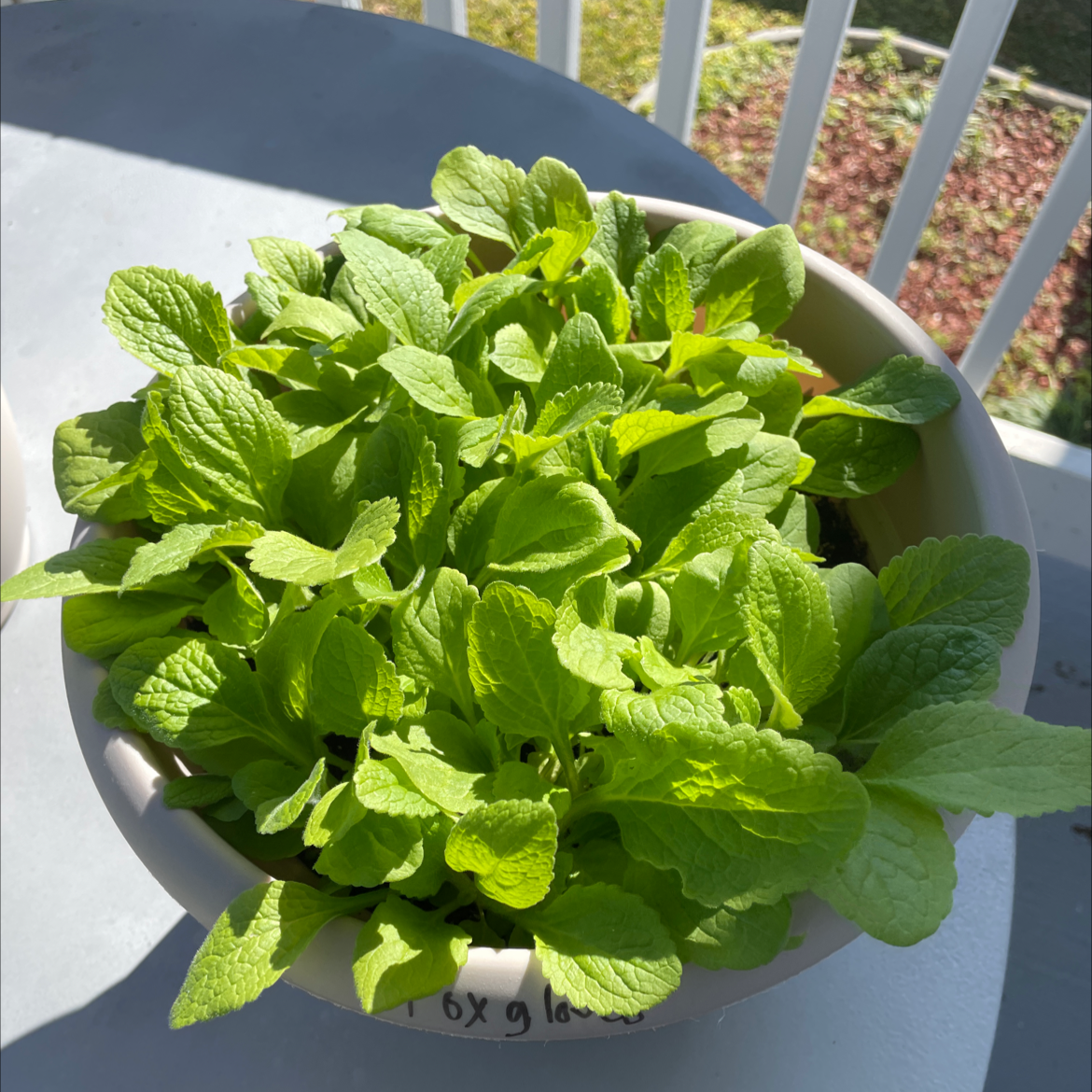 Best Potting Soil Mix for Common Foxglove