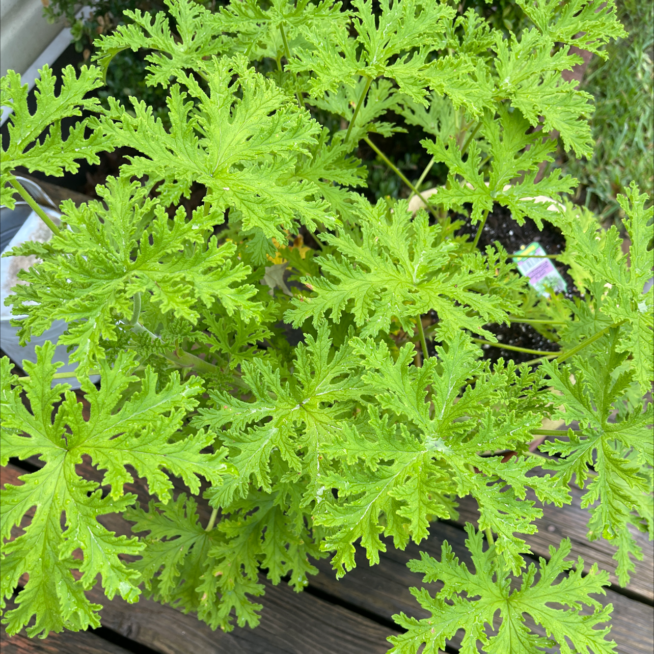Black Spots on My Sweet Scented Geranium Leaves