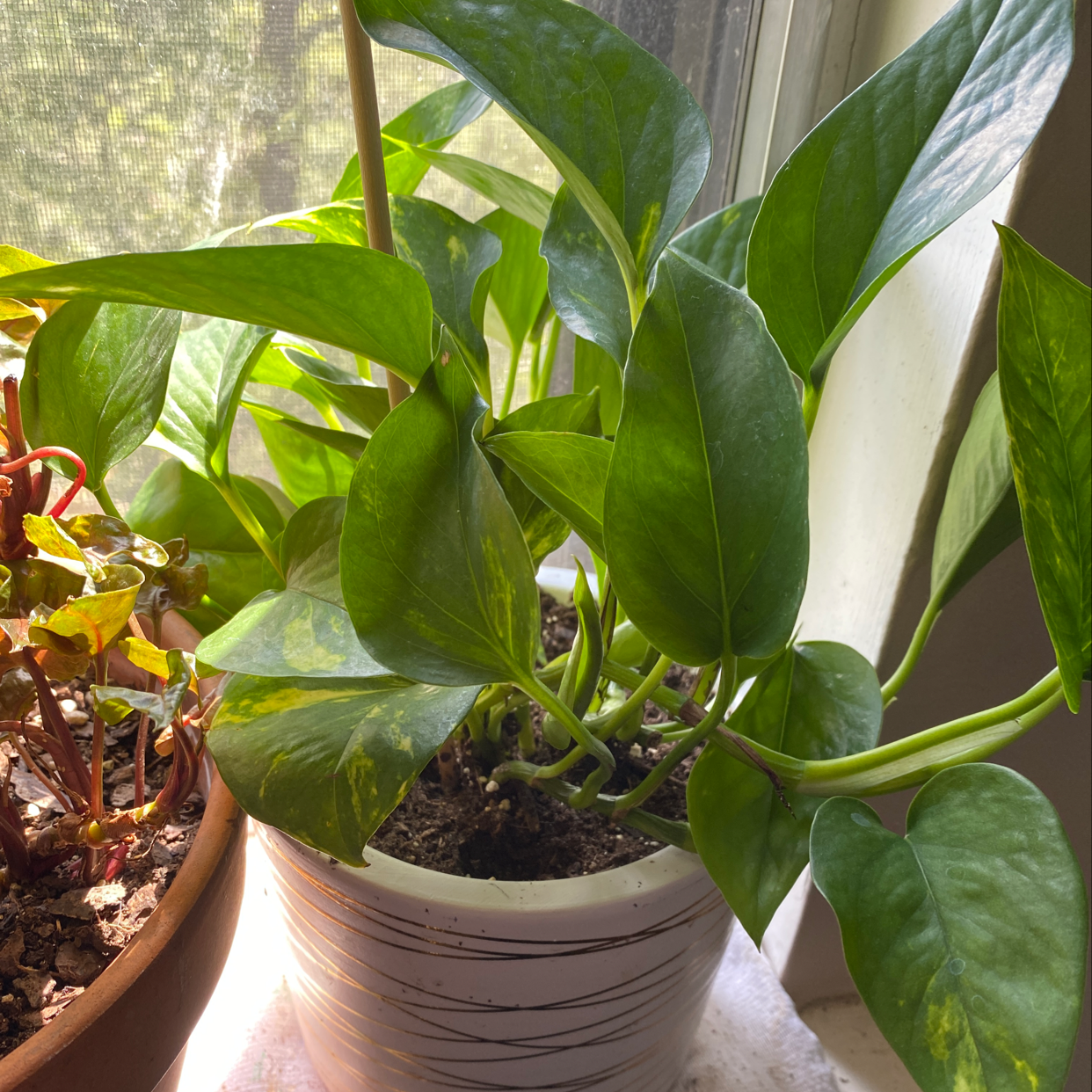 Propagating Jade Pothos: The Ultimate Guide