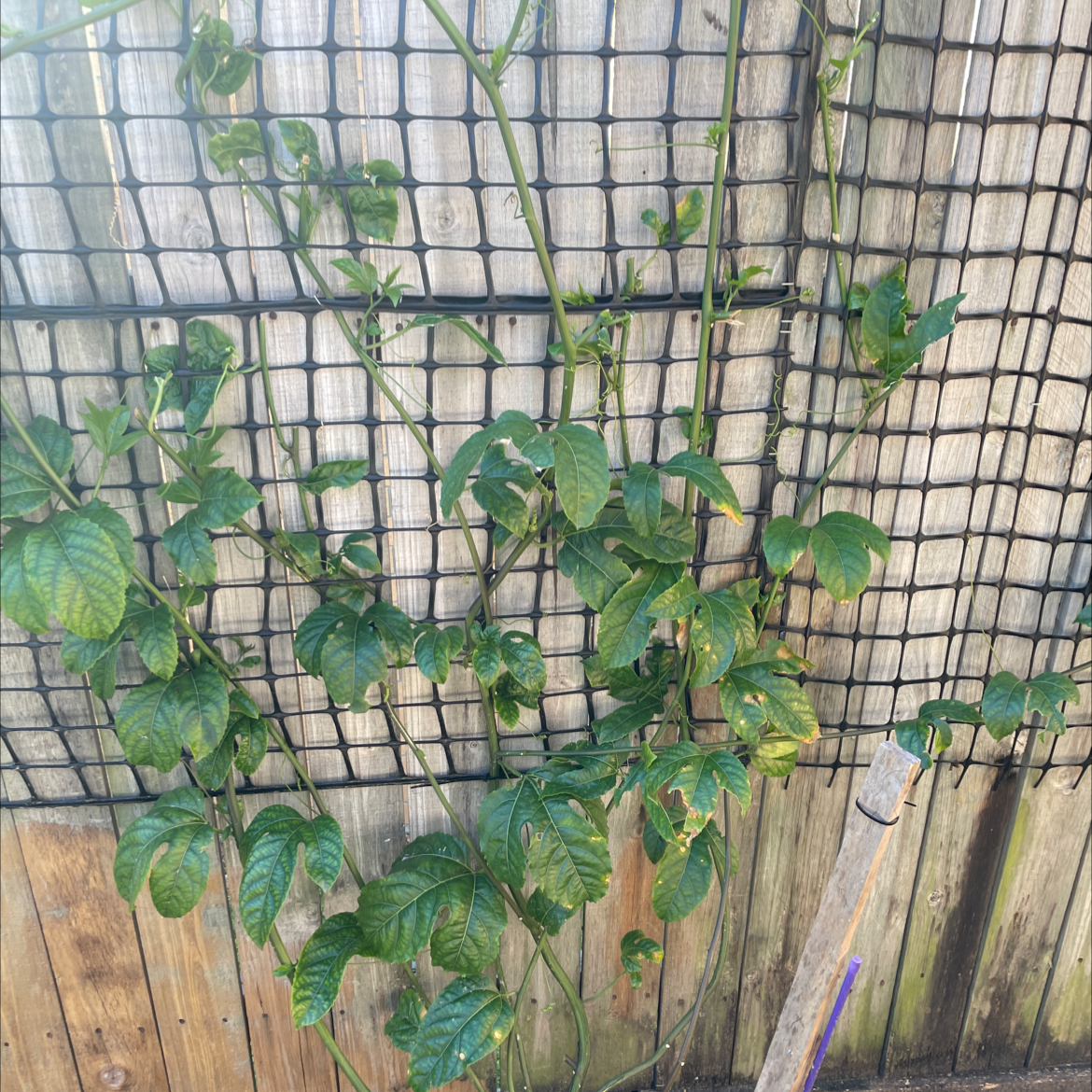 Propagating Passion Fruit: The Ultimate Guide