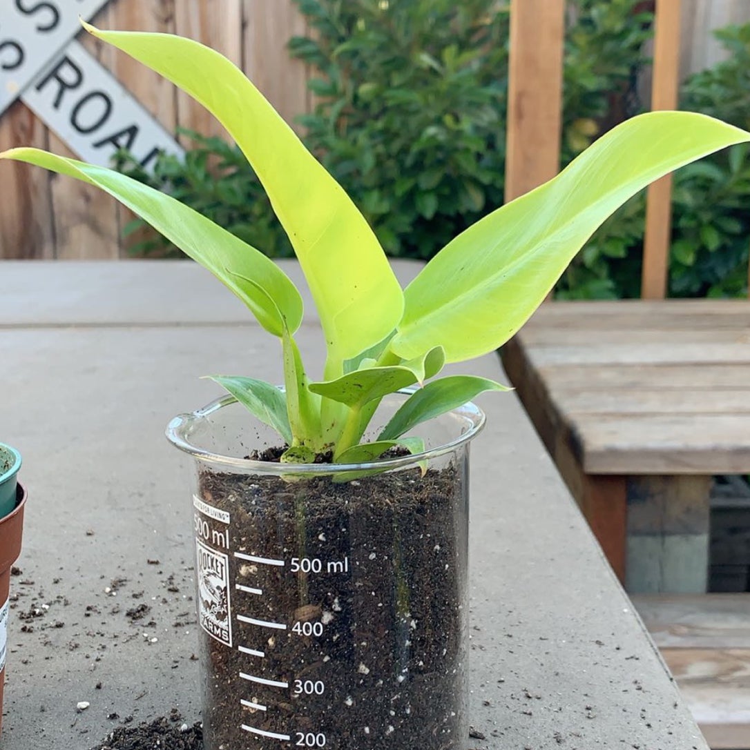 Fat Boy Philodendron: How Much Water & Light Does it Need to Thrive?