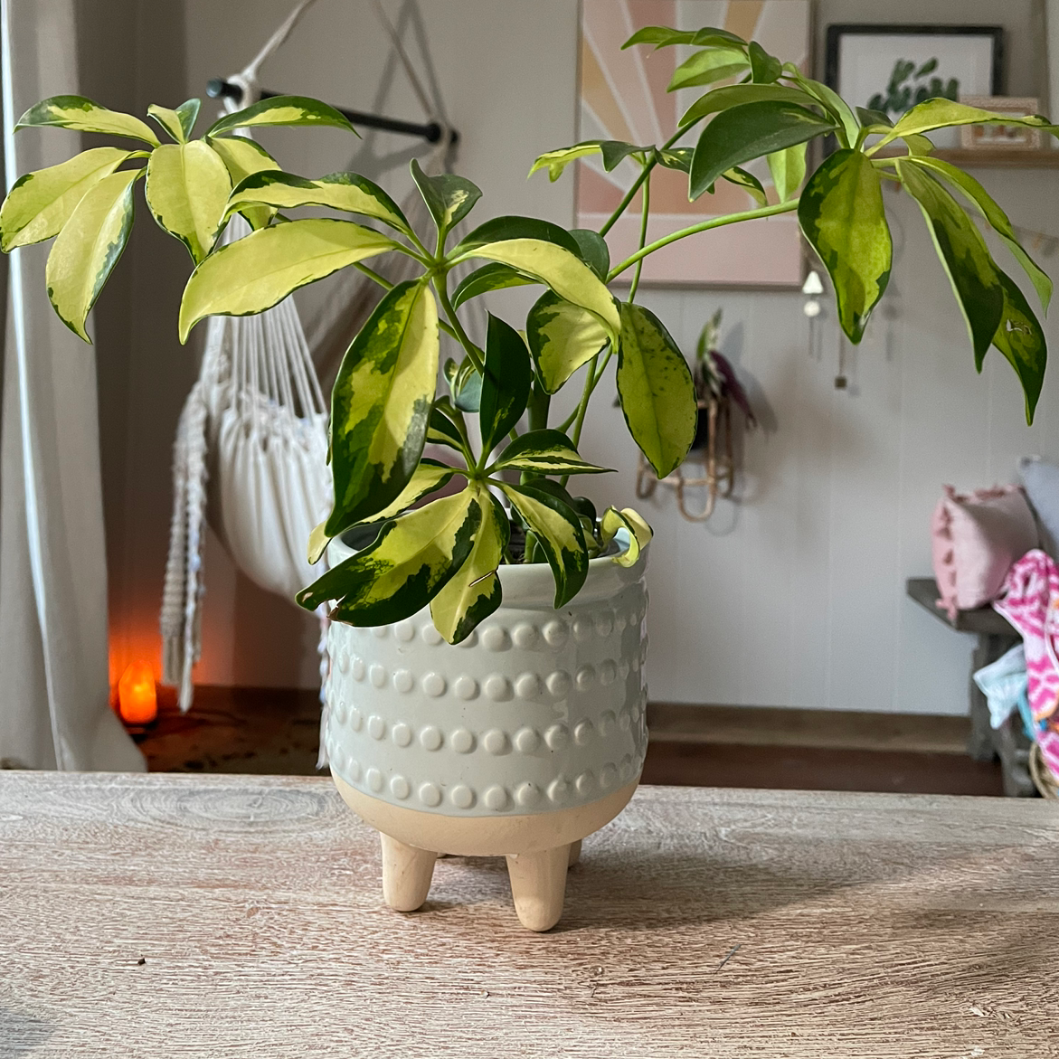 10 Benefits of Having a Variegated Dwarf Umbrella Tree