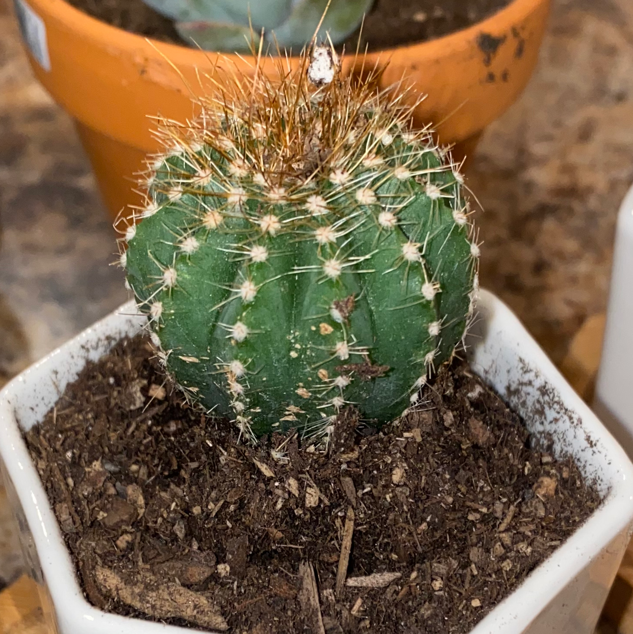 🌵 Propagating My Blue Barrel Cactus: Step-by-Step Guide