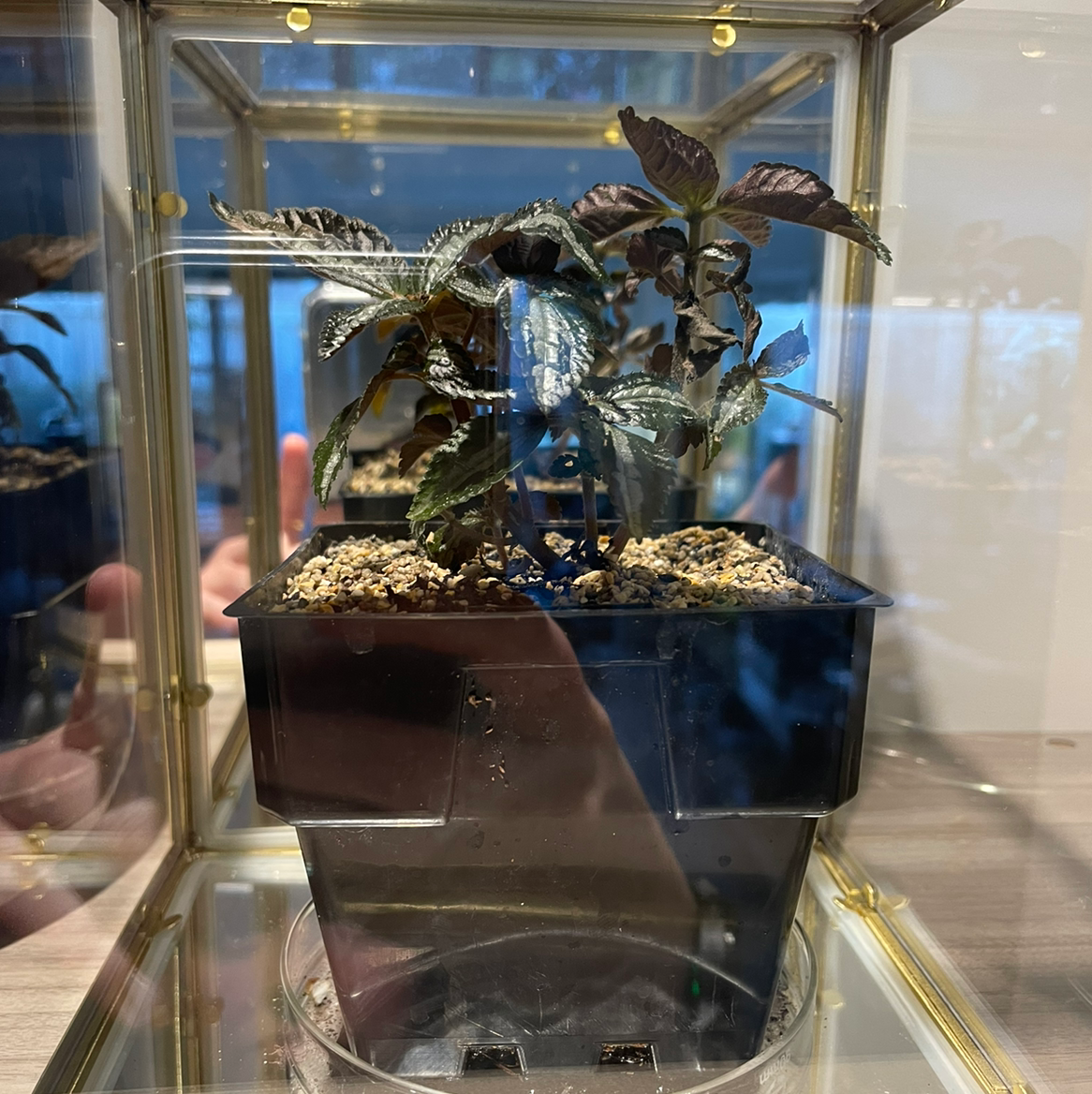 Symbolism and Benefits of the Pilea Silver Tree