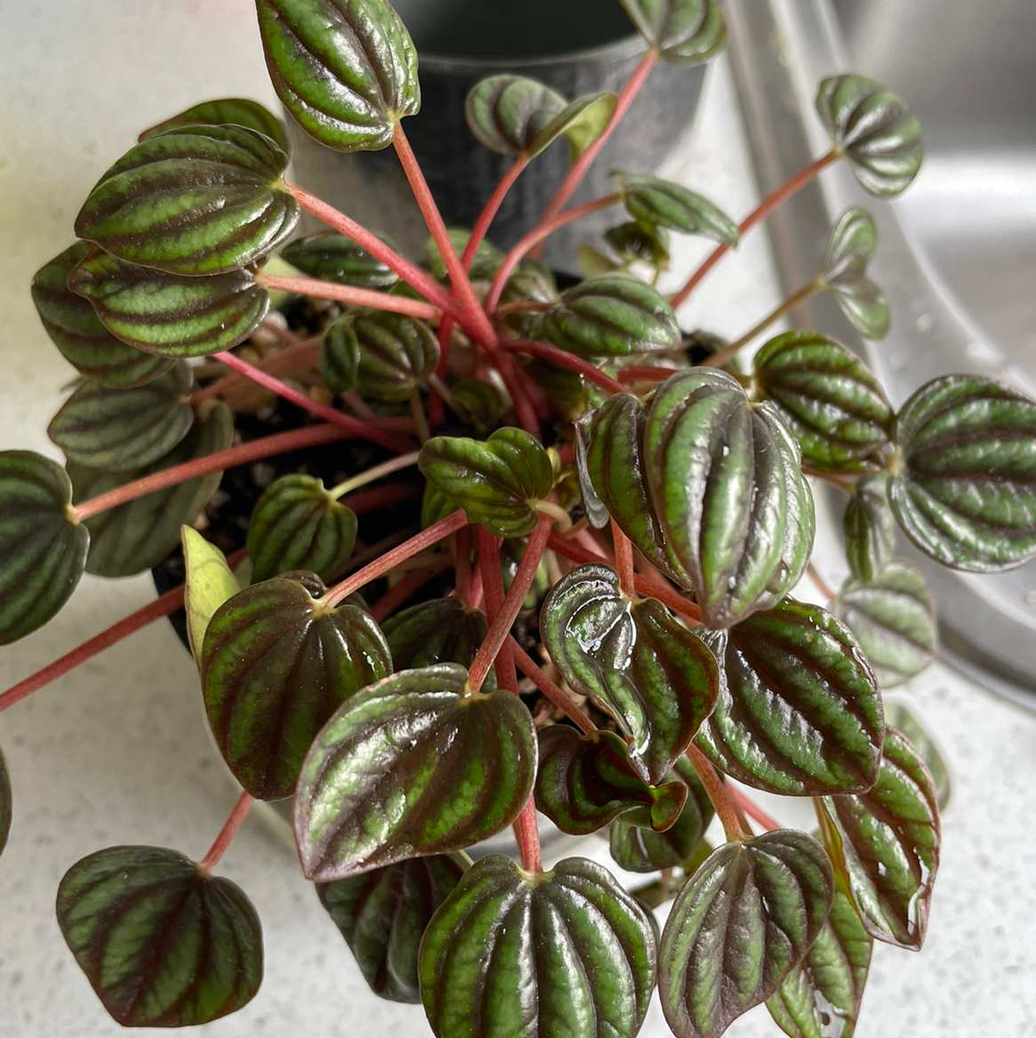 Why Are There Brown Spots on My Piccolo banda Leaves?