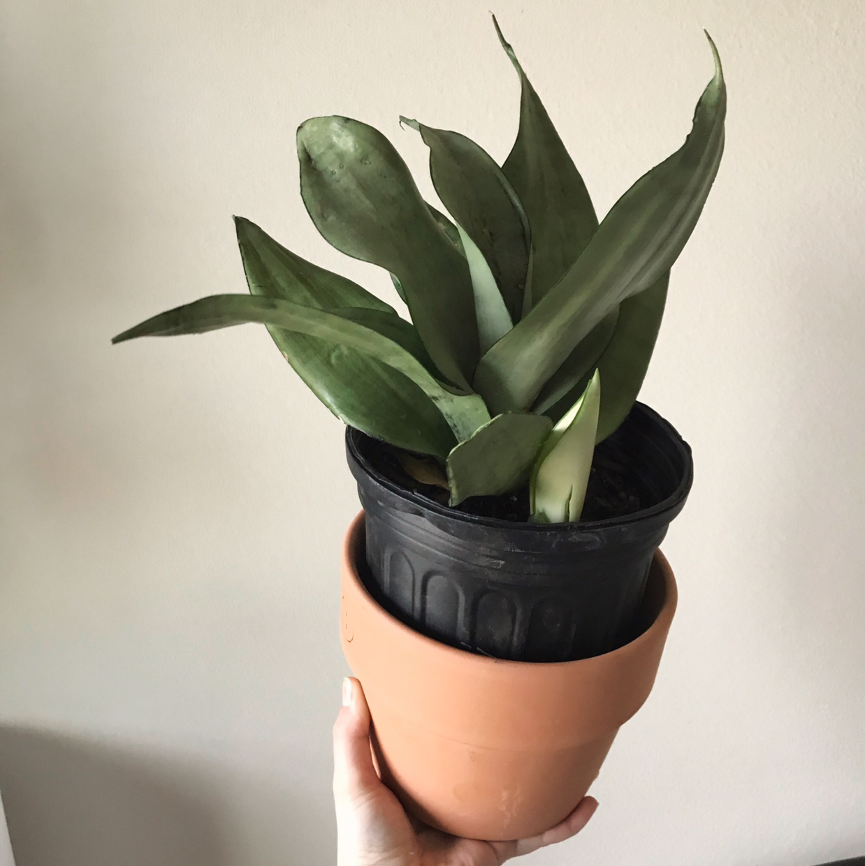 🐍 Propagating Your Silver Snake Plant: Step-by-Step Guide