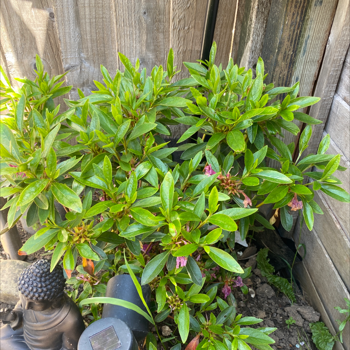 💧 Why Are My Pink Azalea Leaves Curling?