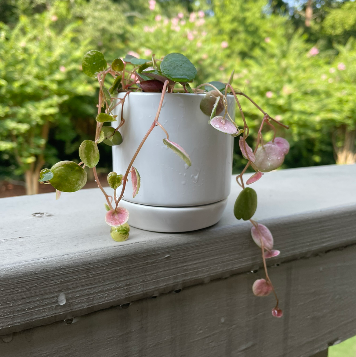 Peperomia 'Ruby Cascade' - Ultimate Guide to Fertilizing