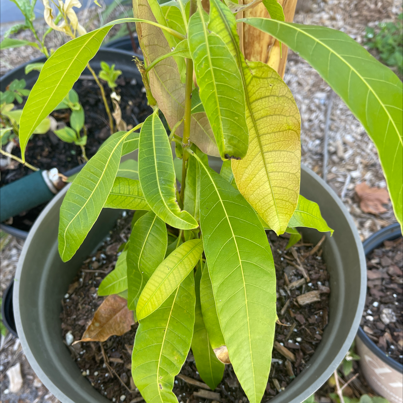 Diagnosing mango root rot
