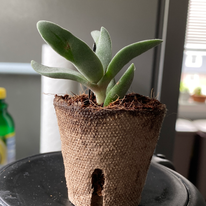 ️ 10 Advantages of Having a Propeller Plant