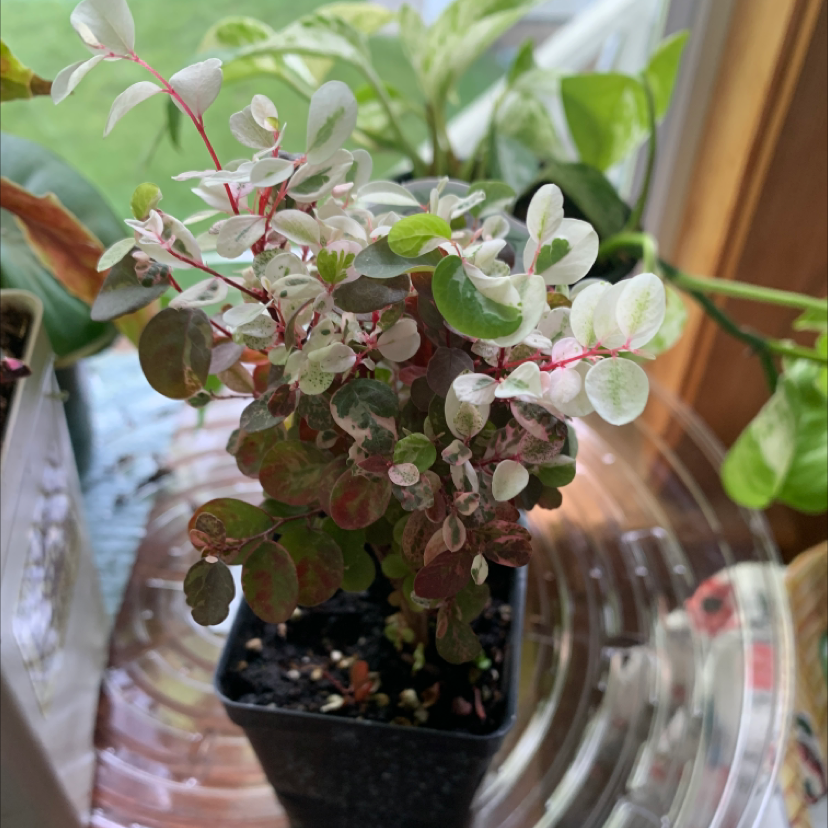 🌞 Your Brenia Snowbush's Sunlight Needs