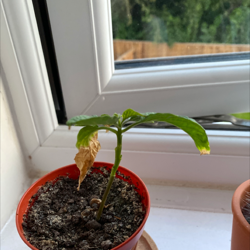 My Cheyenne Chilli Pepper's Light Needs