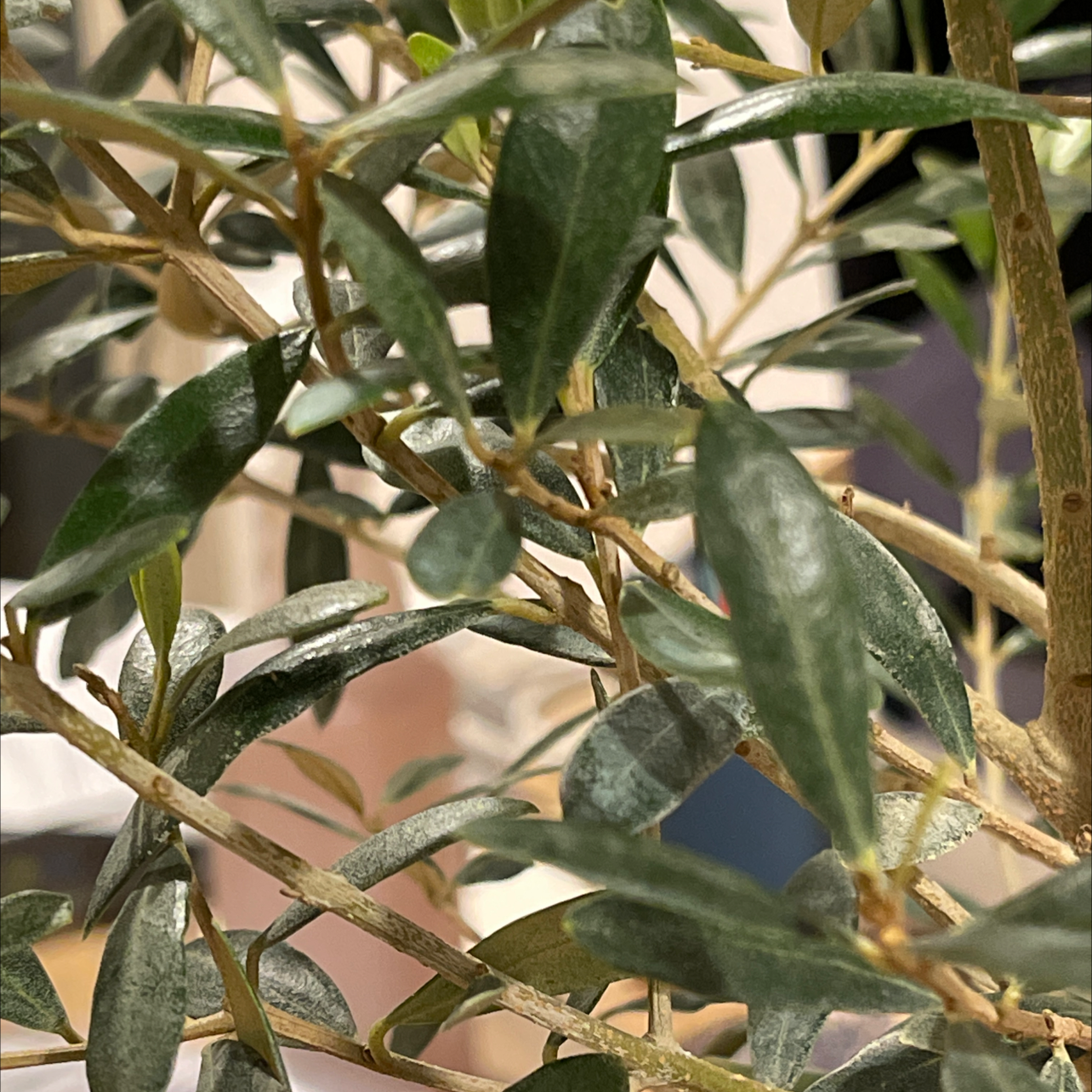 🌡 What Is A Good Temperature Range For My Olive Tree?