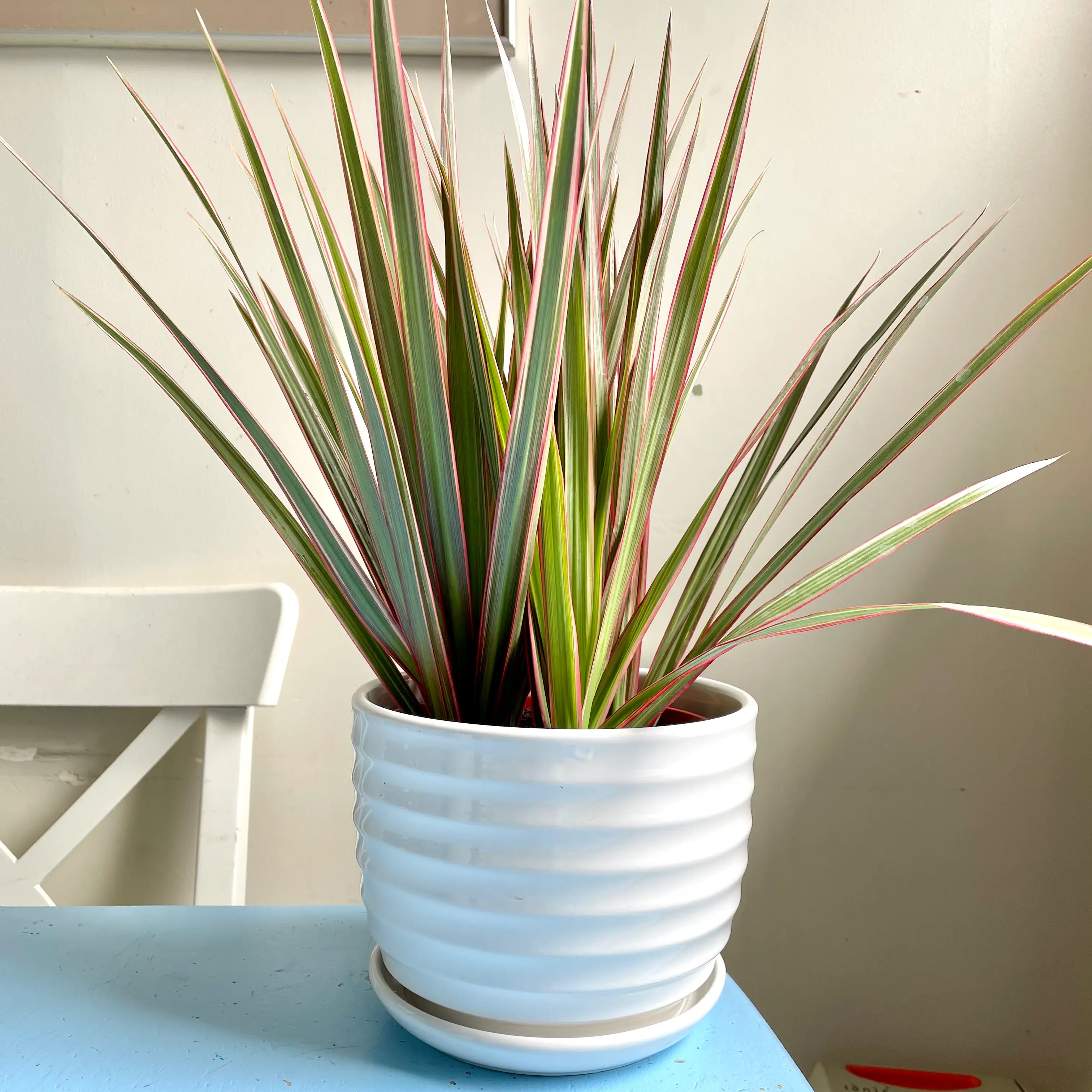 🐉 Why Are My Madagascar Dragon Tree Leaves Turning Yellow?