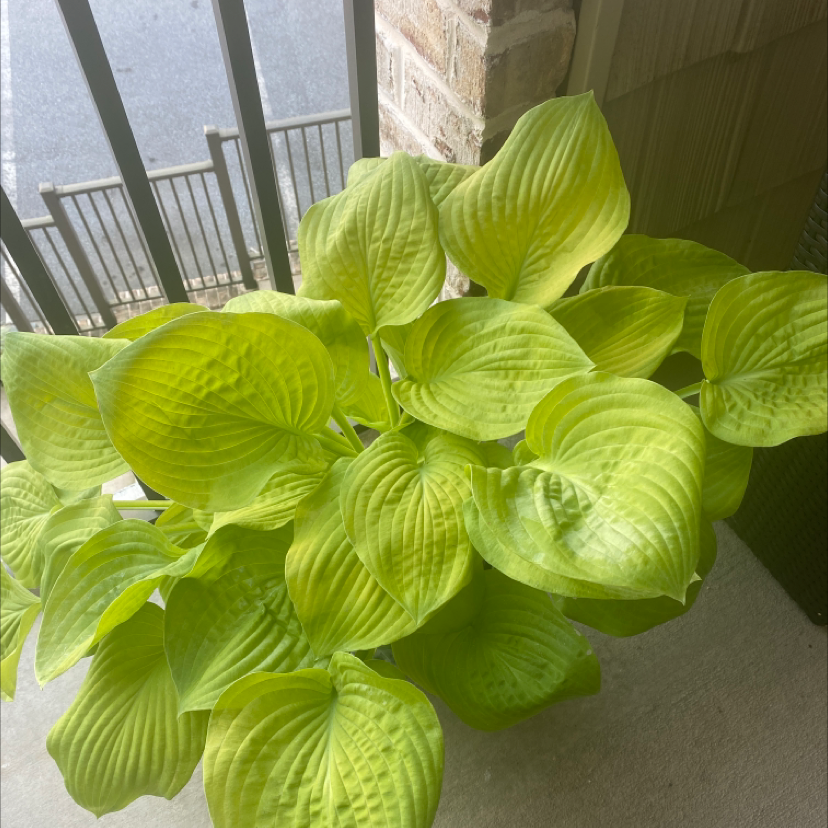 Why Are My Siebold's Plantain Lily Leaves Curling?