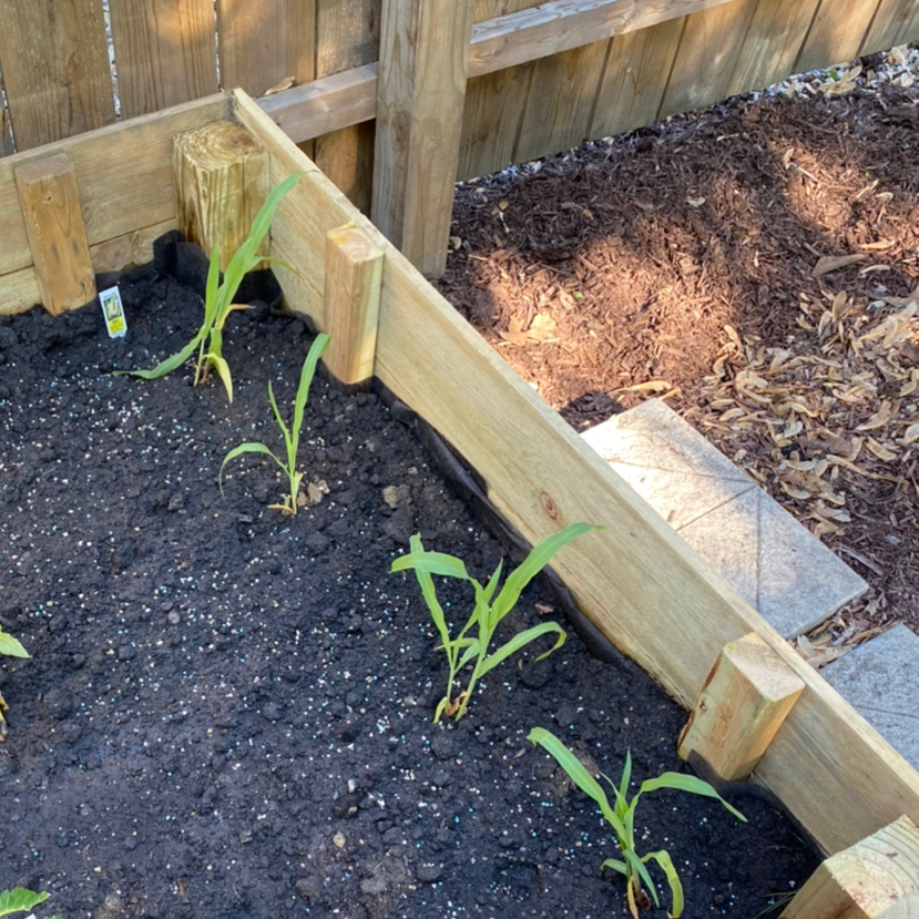 What Is A Good Temperature Range For My Corn?