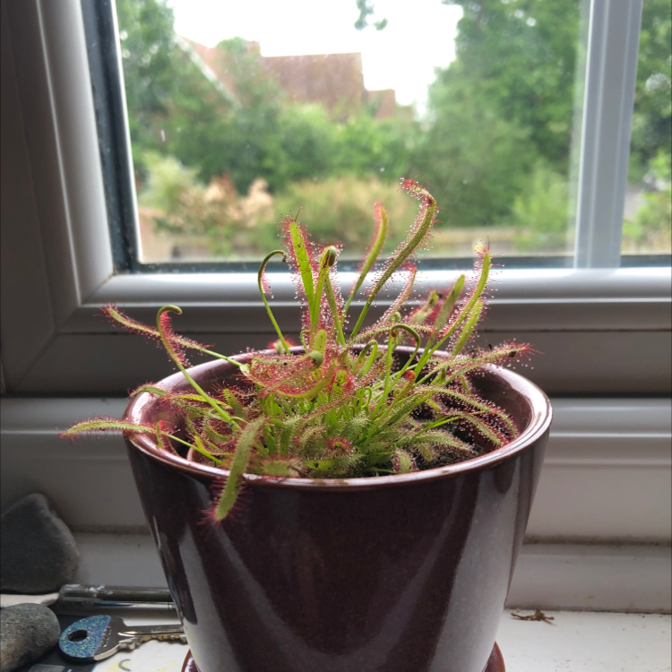 Best Potting Soil Mix for Spoon-Leaved Sundew