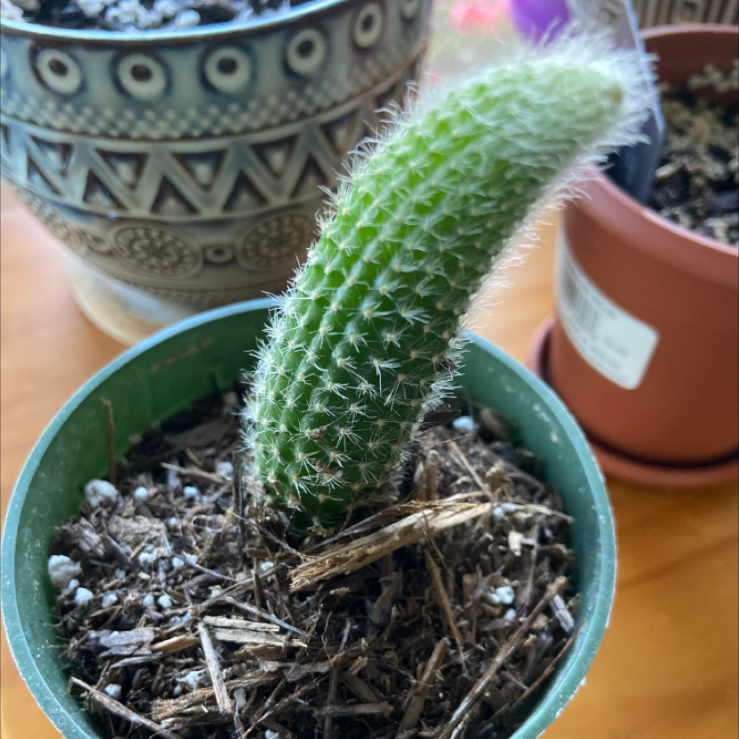 🐒 Why Are My Monkey Tail Cactus Leaves Falling Over?