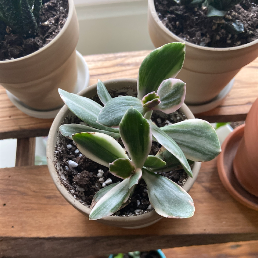 How Much Humidity Does My Variagated Jade Plant Need?