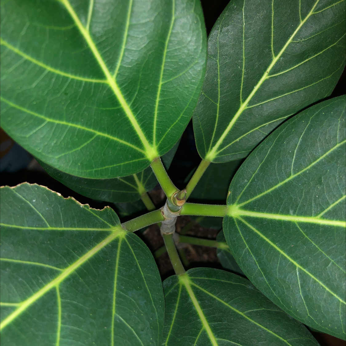 How To Propagate Your Audrey Ficus