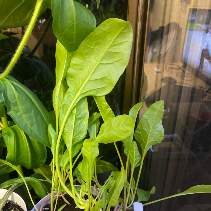 Spinach - Ultimate Guide to Fertilizing