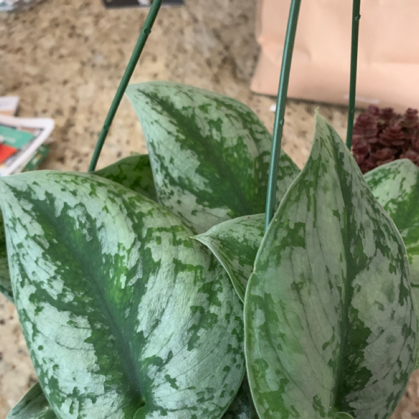 Romeo | A plant by @Pinkkoi on Greg