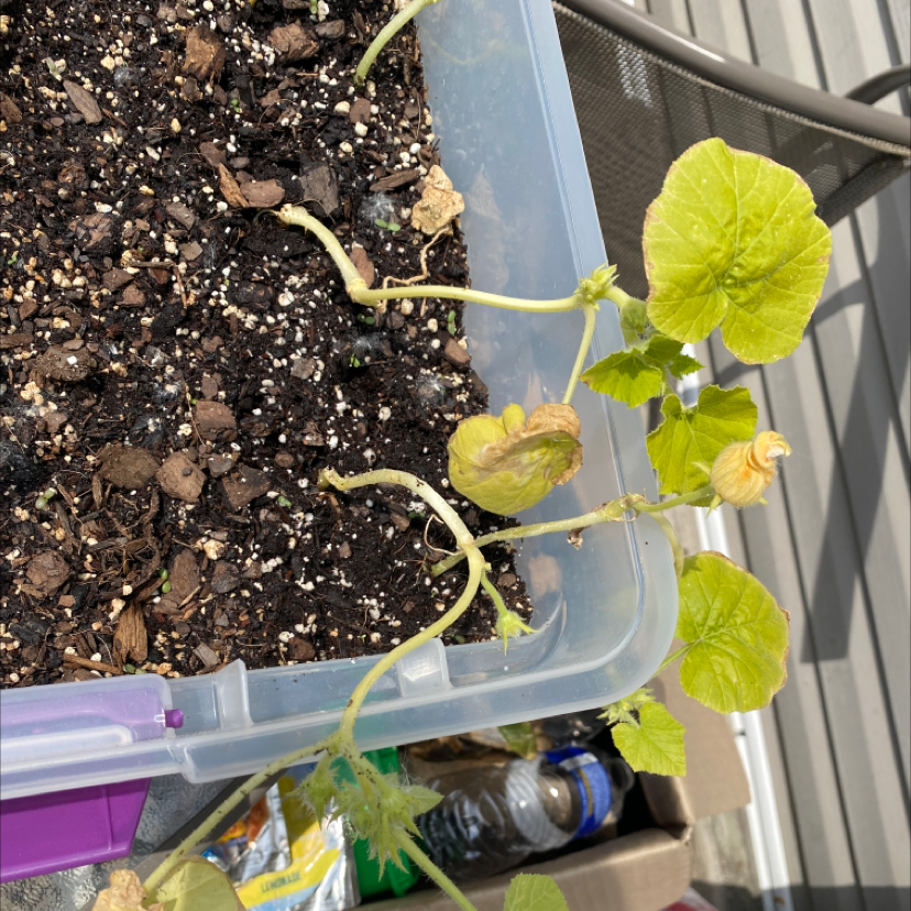 Diagnosing melon root rot