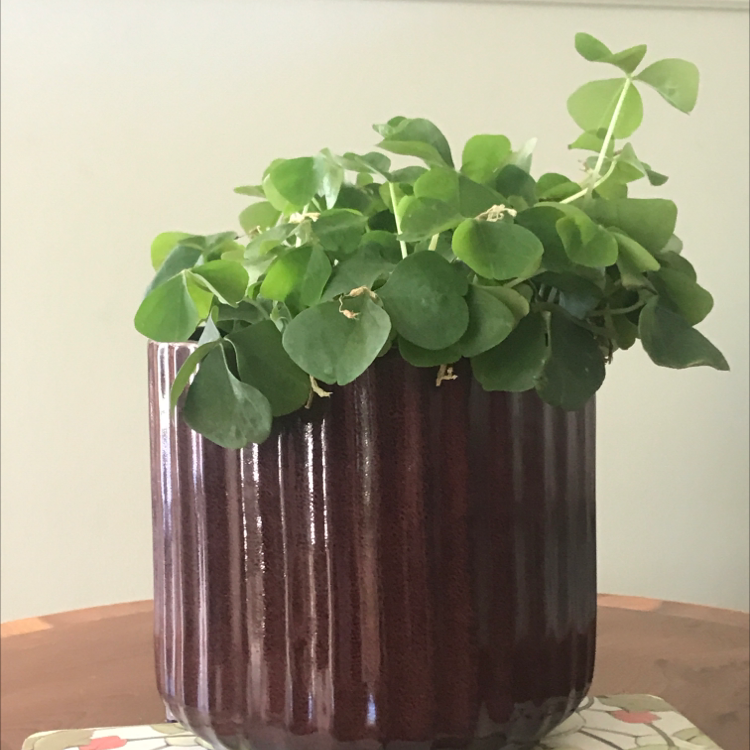 Lemon Clover Fertilizer: How and When to Use It