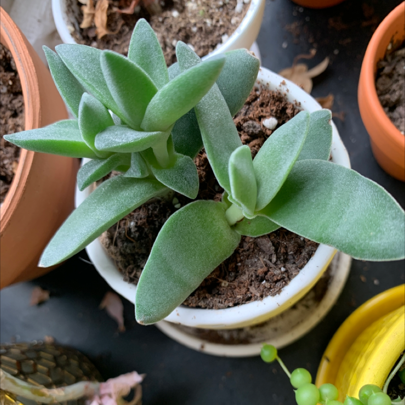 ️ Why Are There Brown Spots on My Propeller Plant?