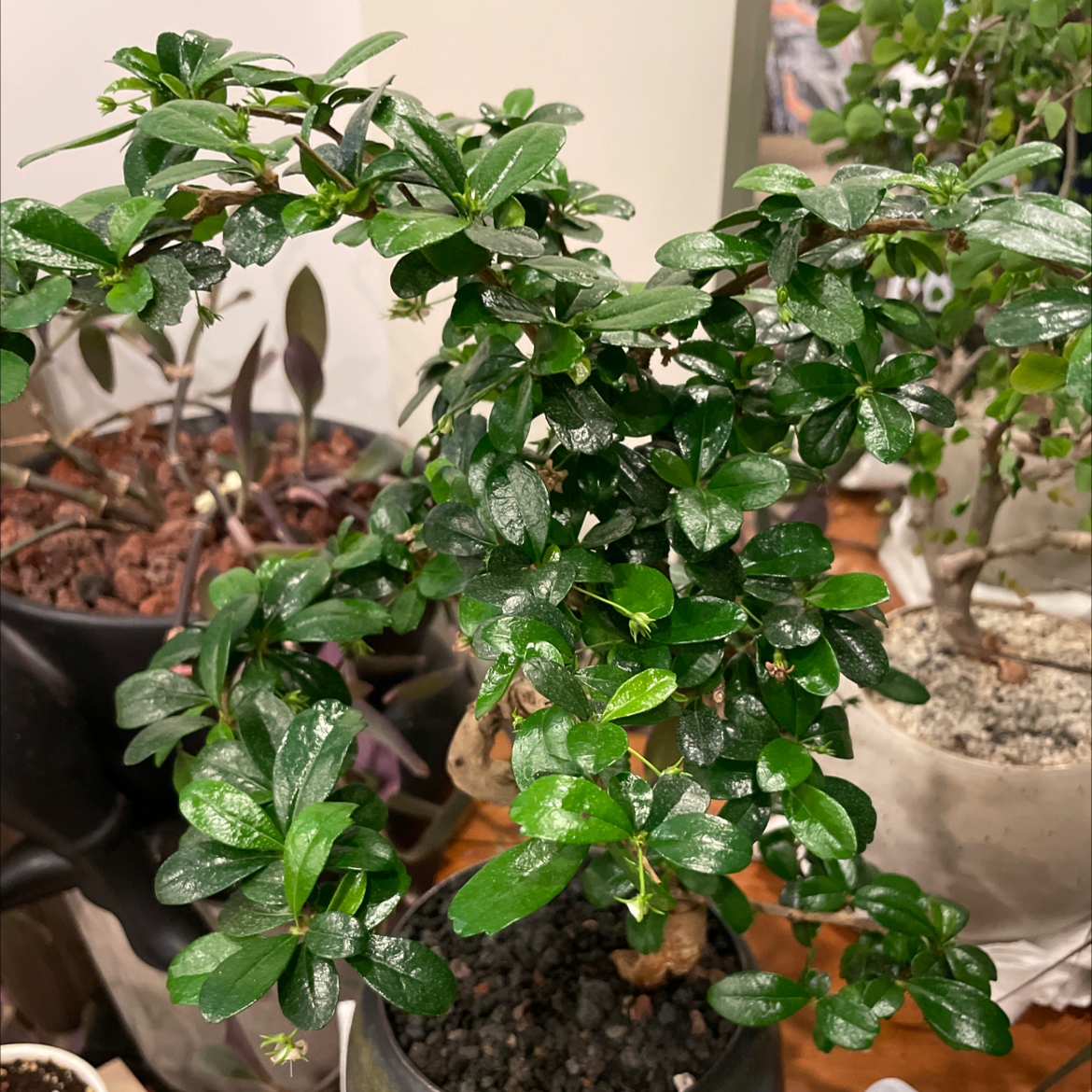 Fukien Tea Tree Plant Care: Water, Light, Nutrients | Greg App 🌱