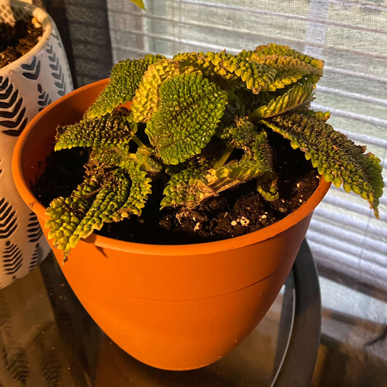 How to Get a Friendship Plant to Bloom