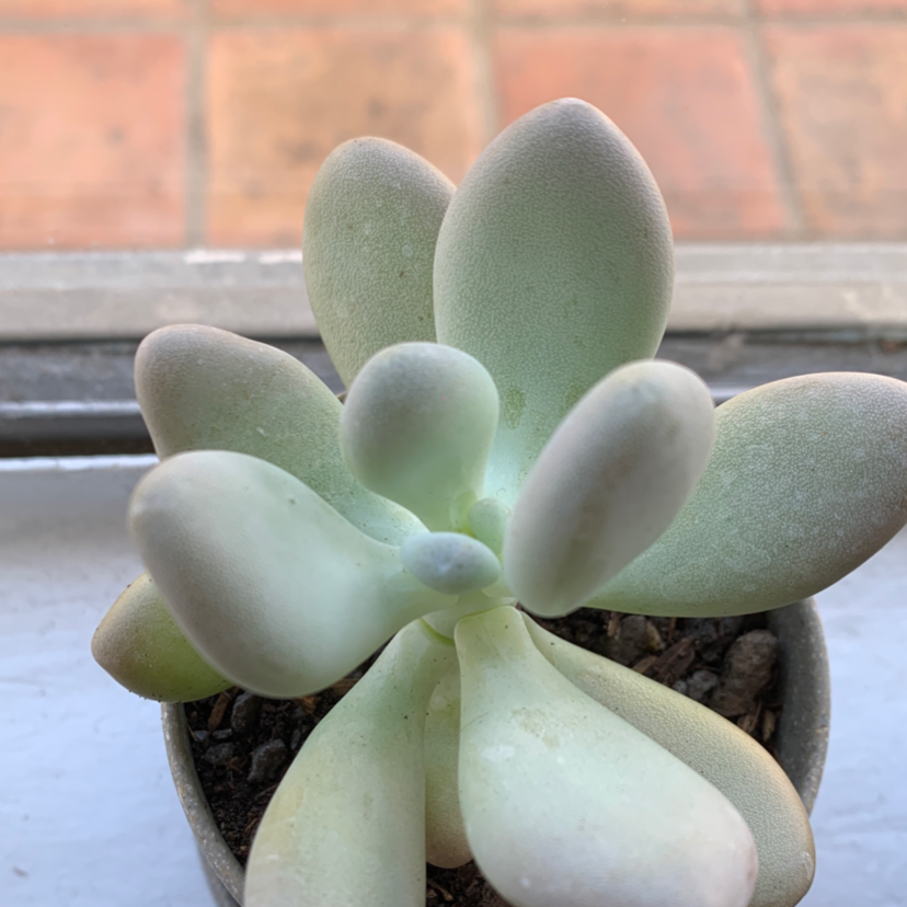 Keep Your Blue Haze Alive: Light, Water & Care Instructions