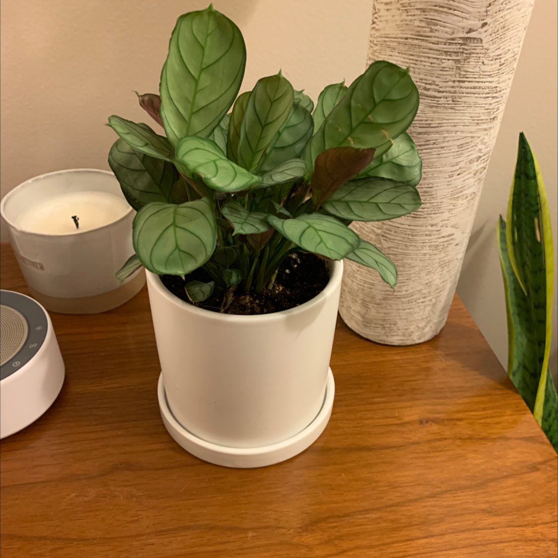 🐞 What Are The Bugs on My Fishbone Prayer Plant?