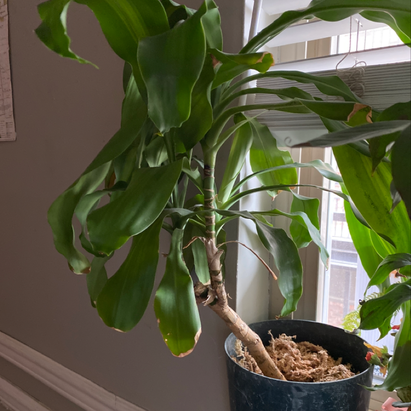 🐉 How Do I Cure Dragon Tree Root Rot?