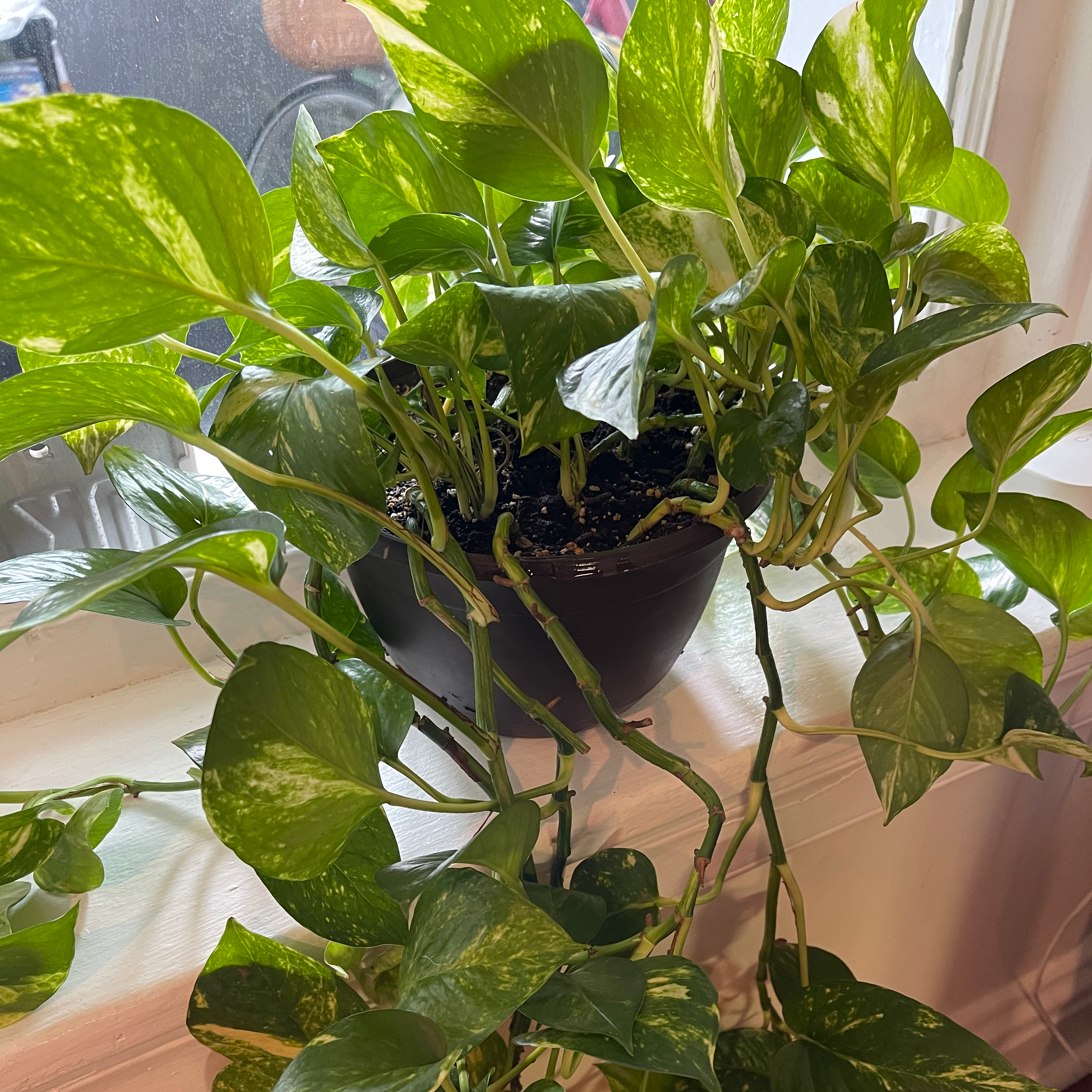 🌡 What Is A Good Temperature Range For My Golden Pothos?