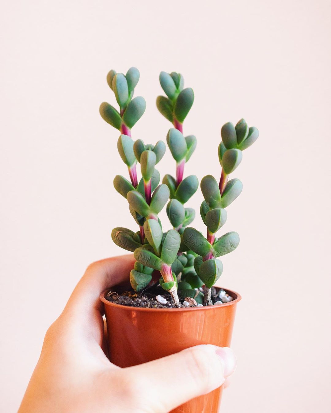 Keep Your Ice plant Alive: Light, Water & Care Instructions