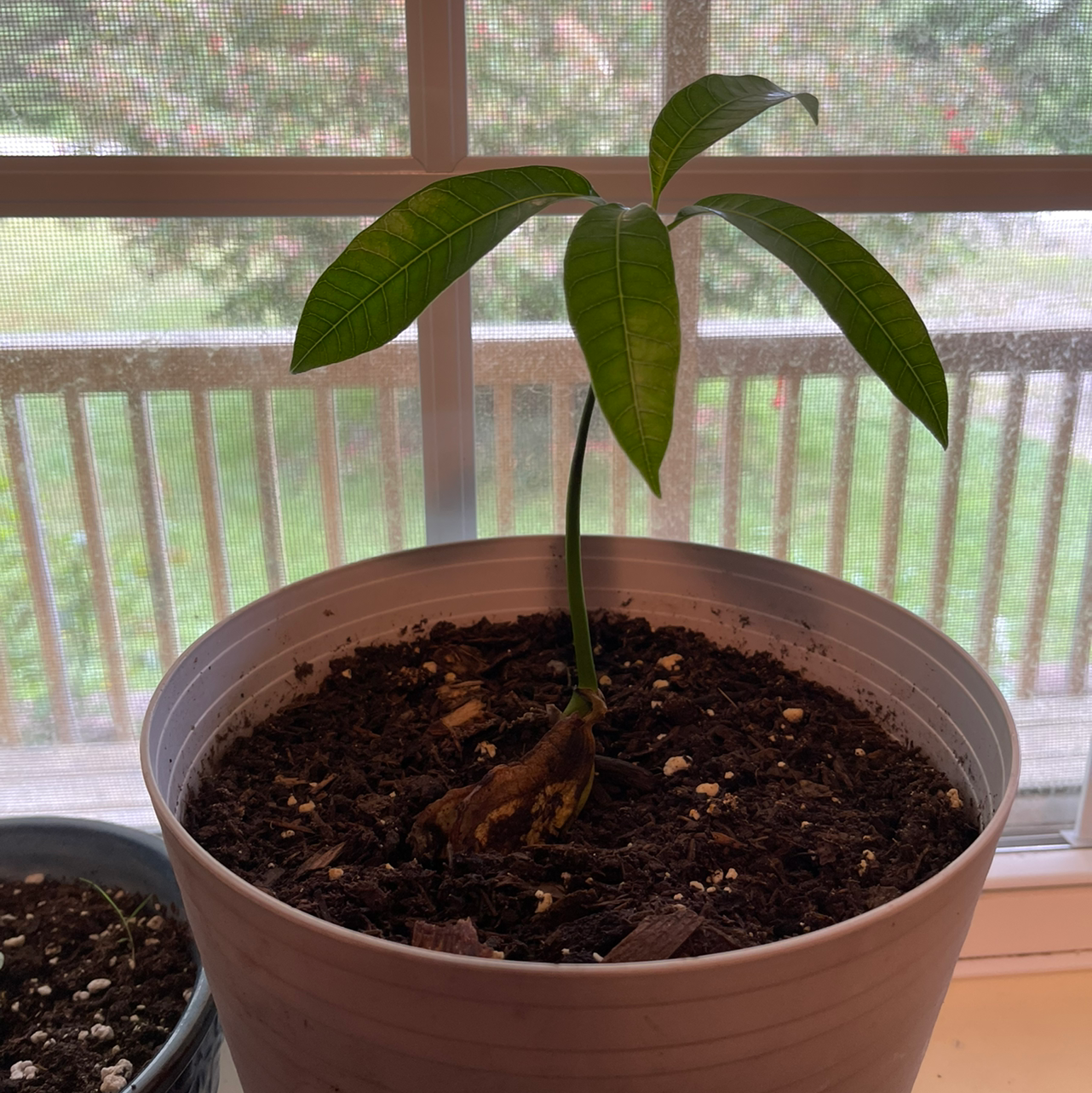 What Do Mango Flowers Mean? 🥭