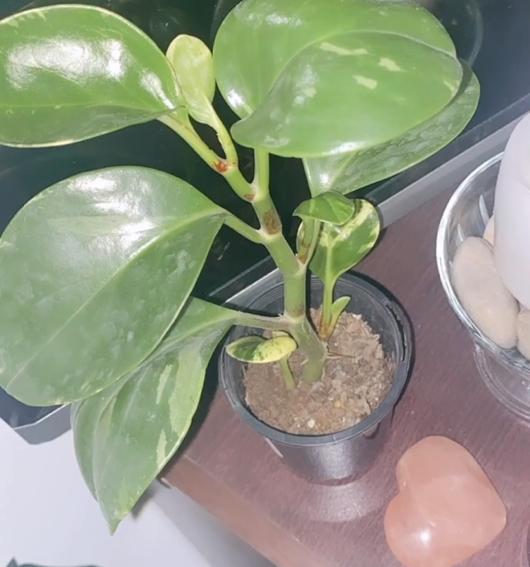 Peperomia magnoliifolia: How Much Water & Light Does it Need to Thrive?