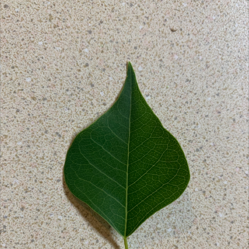 Propagating Chinese Tallow: The Ultimate Guide