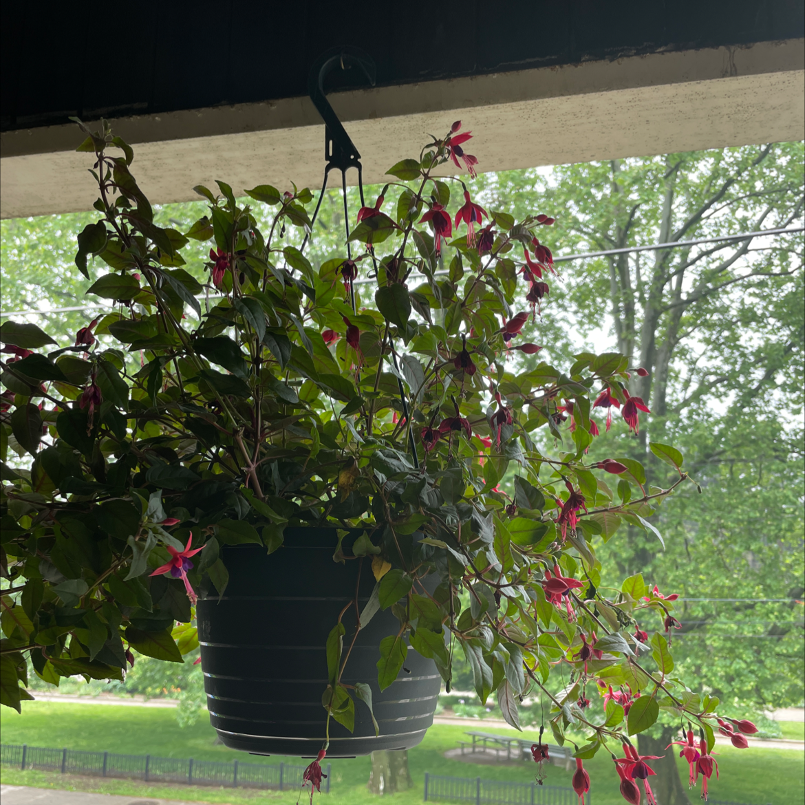 Am I Starving My Hummingbird Fuchsia? Fertilizing 101 🌺