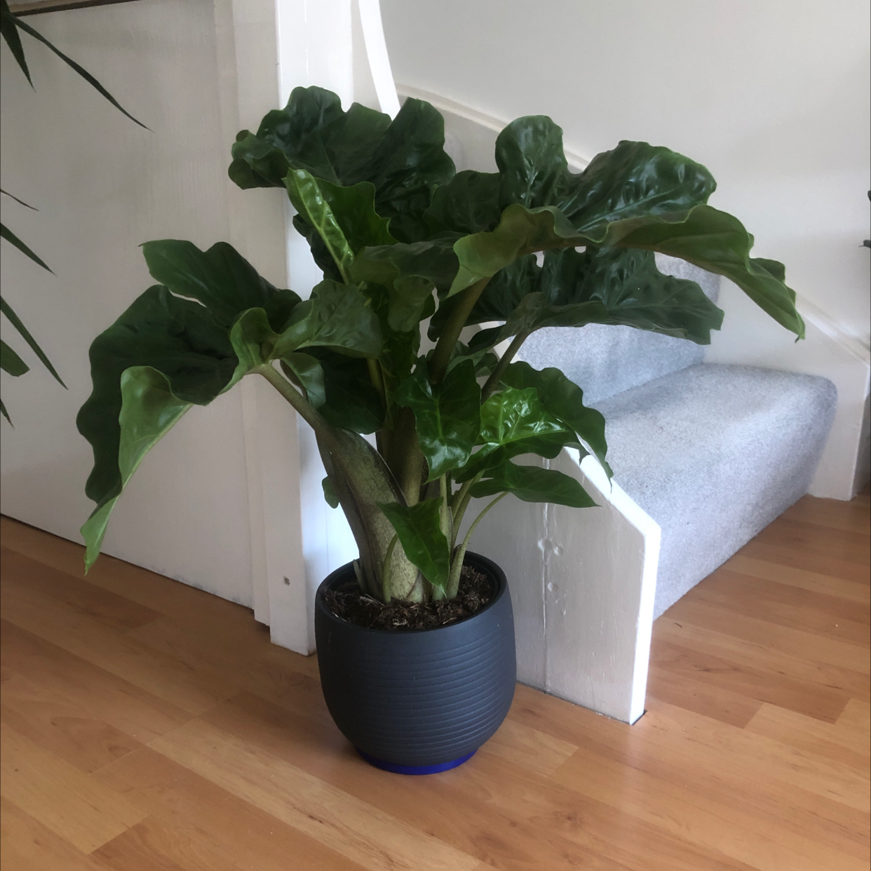 💧 How Much Humidity Does My Alocasia 'Low Rider' Need?